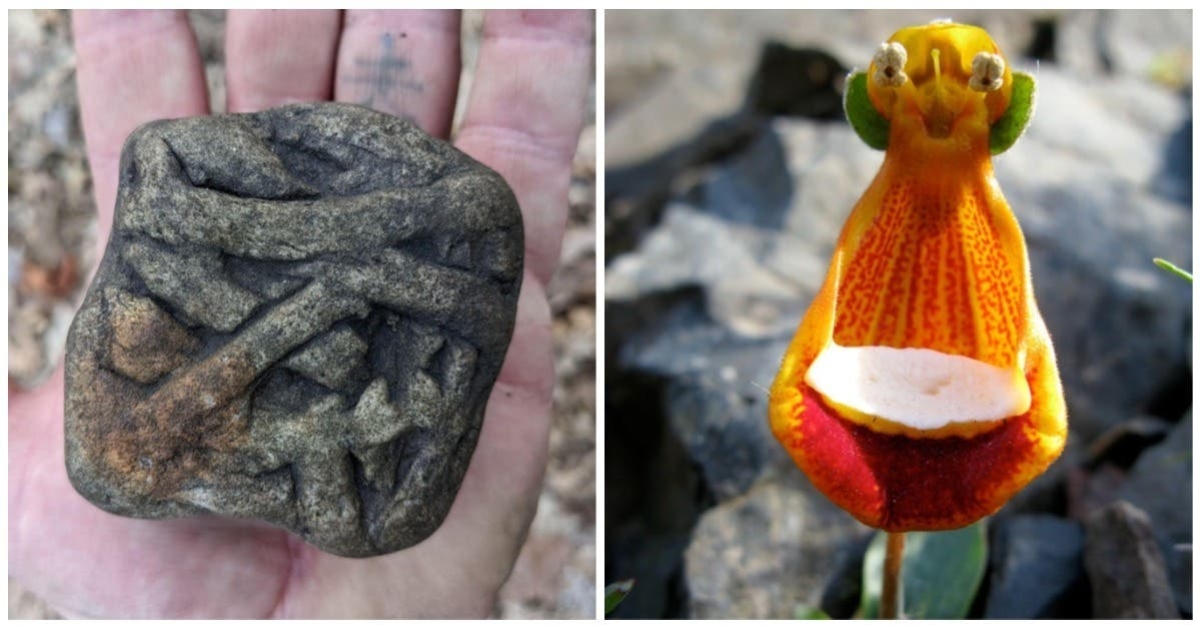 16 weird and wonderful photos of nature