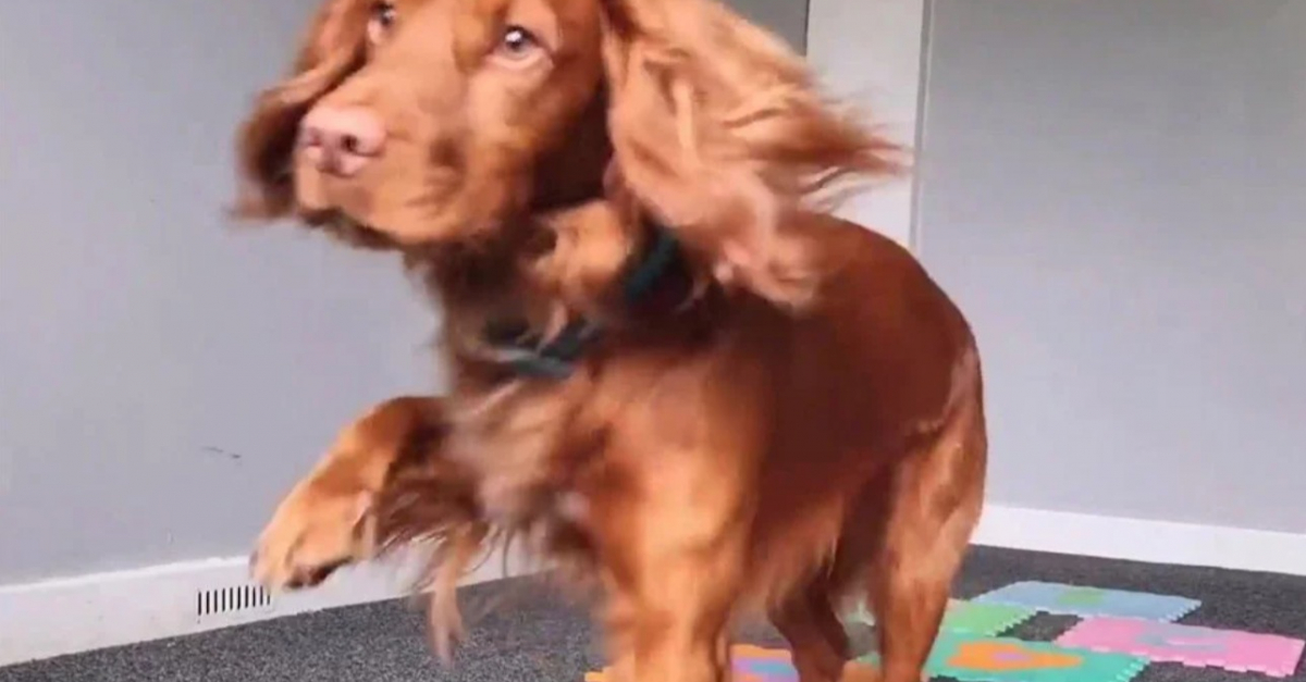 Check out an incredibly bright Cocker Spaniel that can master hopscotch ...