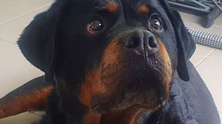 An elderly Rottweiler used for dog training classes was about to have ...