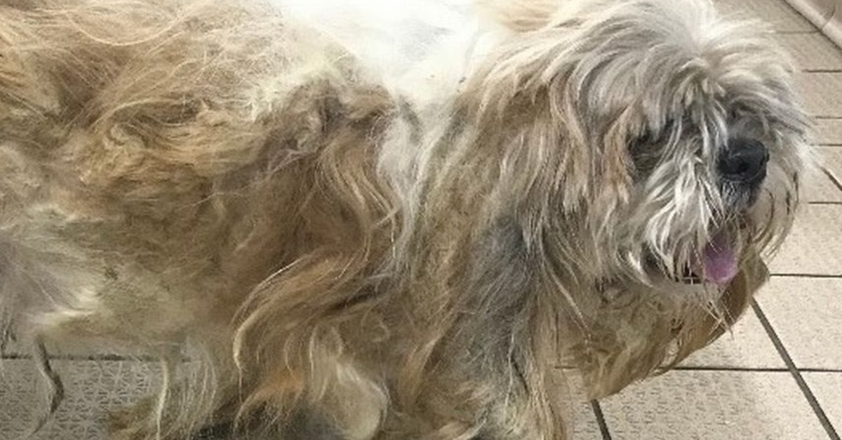 The spectacular transformation of a dog whose fur was so long and ...